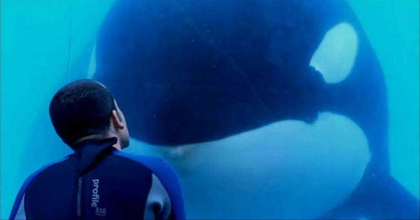 Best Environmentalism Documentaries to Watch, Ranked