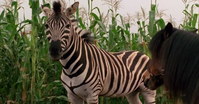 The Best All-Time Movies about Horses, Ranked