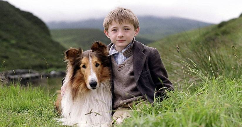 The Best Dog Movies of All Time