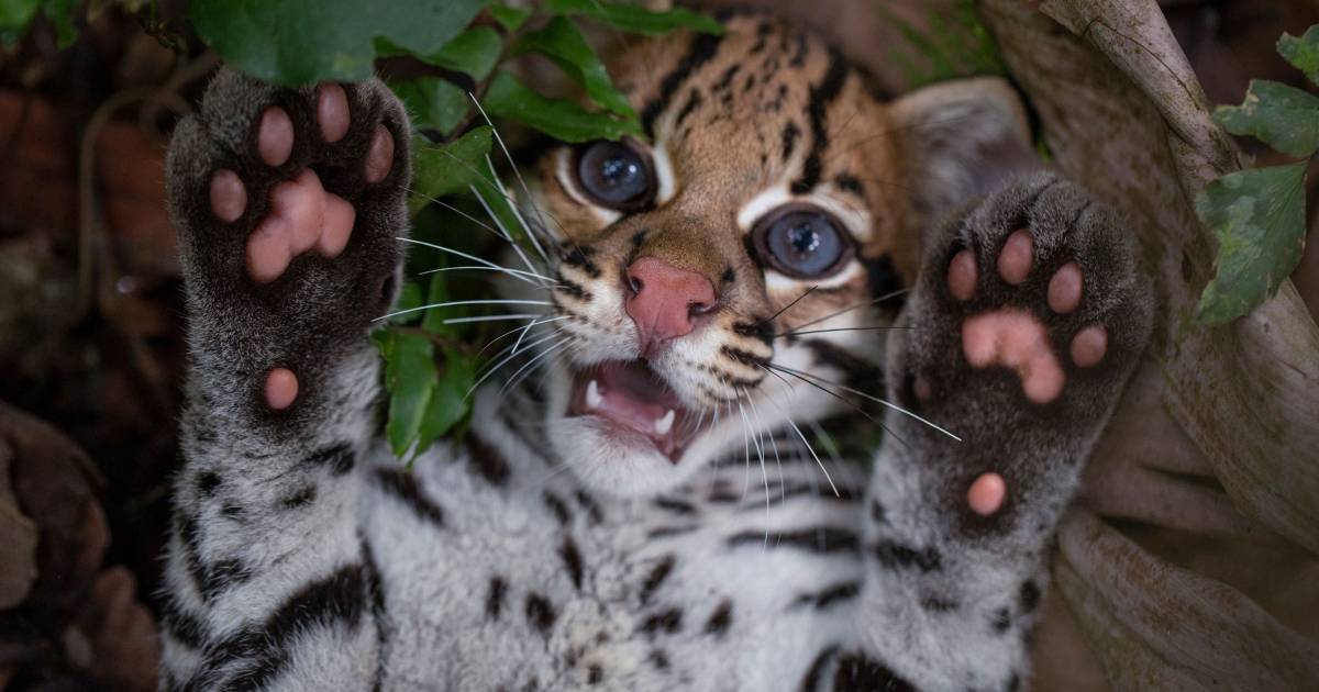 Wildcat Review: Conservationists Struggle with Mental Illness in ...