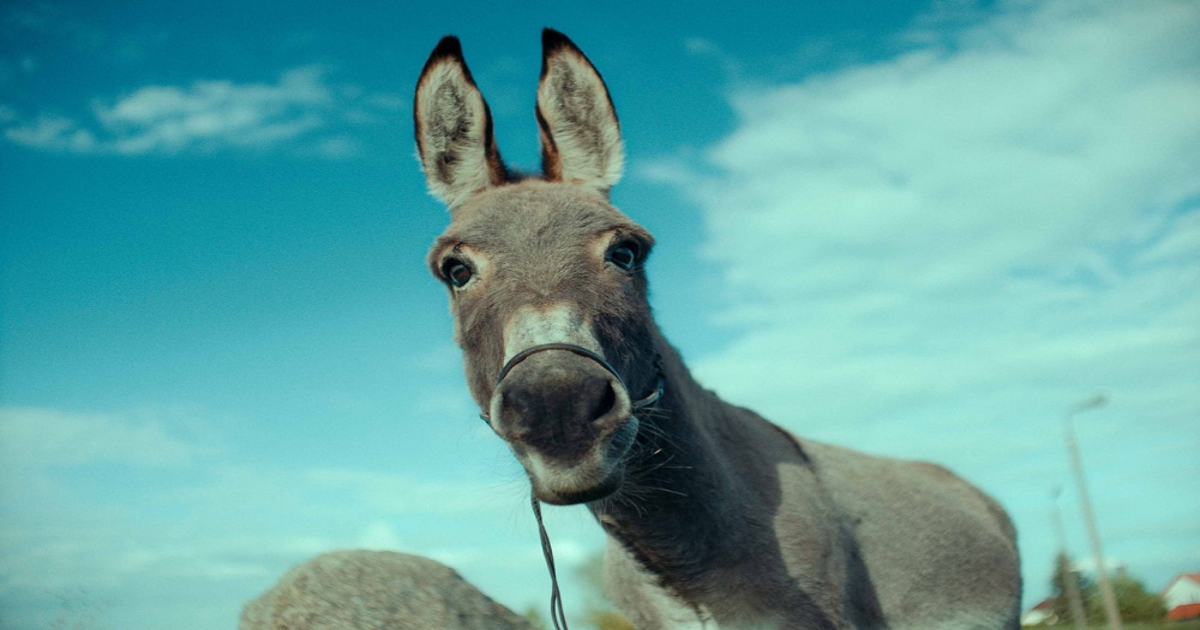 A New Clip From Upcoming Film EO Gives a Fresh Look at Oscar-Nominated ...