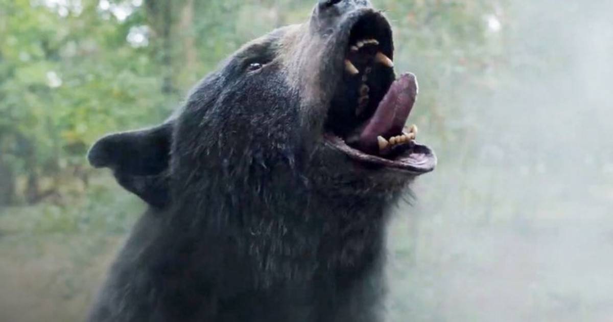 The Best Bear Movies, Ranked