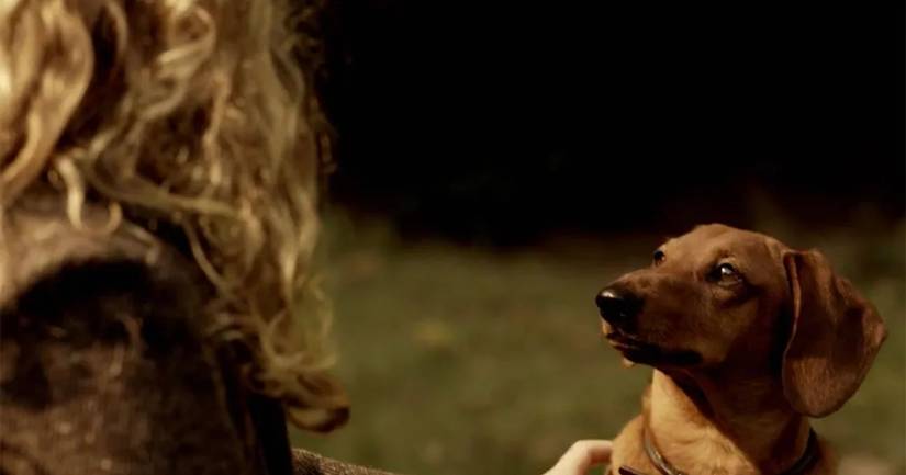 Great Horror Movies Where the Pet Isn't Killed