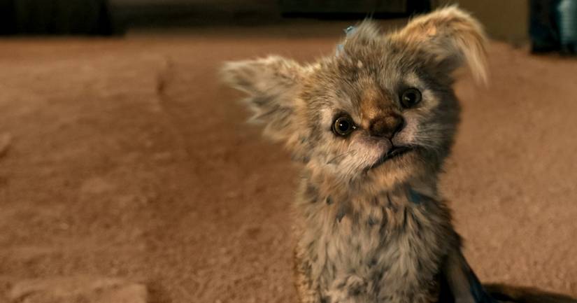 Netflix's Chupa: Plot, Cast, Release Date, and Everything Else We Know