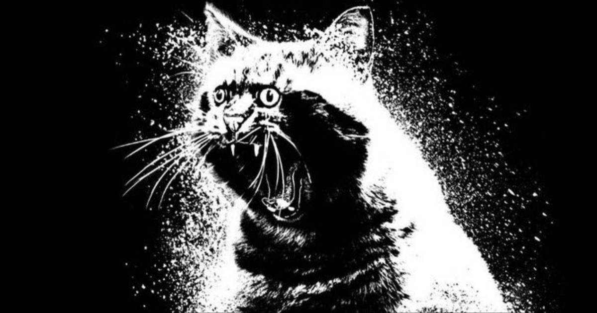 Cocaine Cat Movie Wanted by Filmgoers After African Wild Cat Tests ...