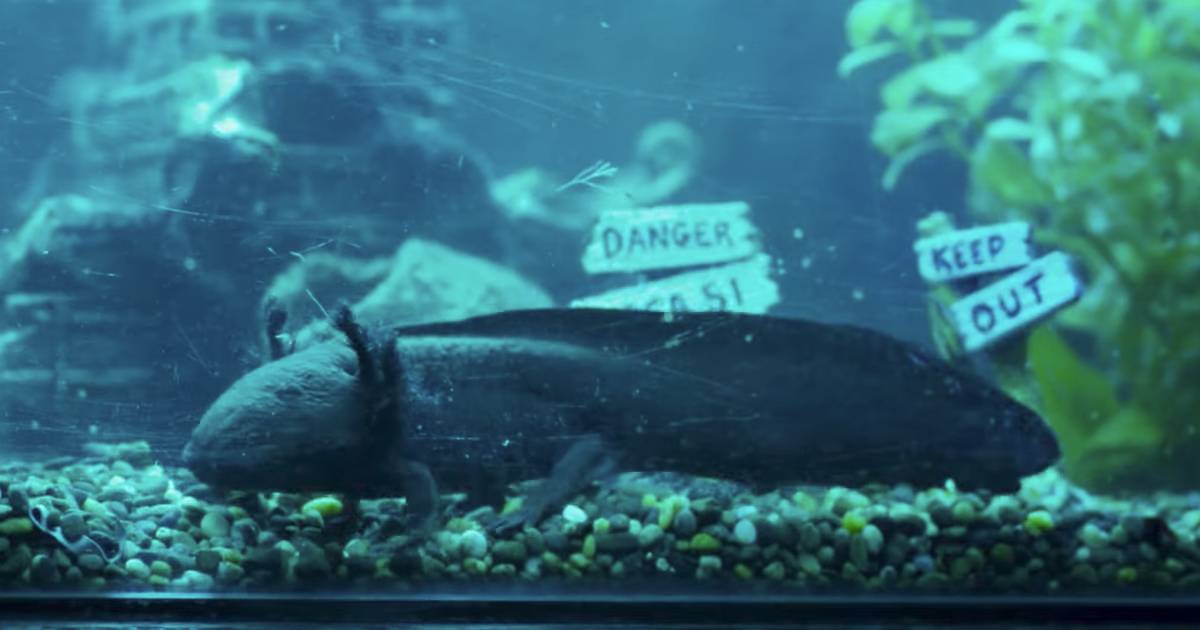 The Tank: Plot, Cast, Release Date, and Everything Else We Know