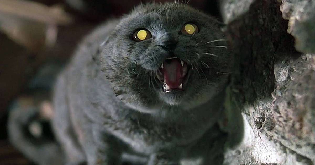 The 10 Best Horror Movies Centered Around Cats