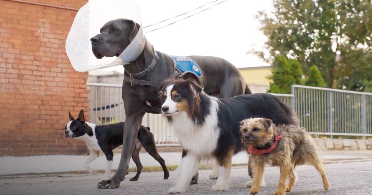 Strays: The Ending of Will Ferrell's Latest Comedy, Explained