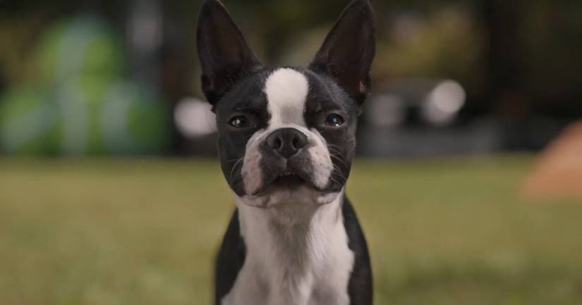 Strays Director Josh Greenbaum on His Hard R-Rated Talking Animals Film
