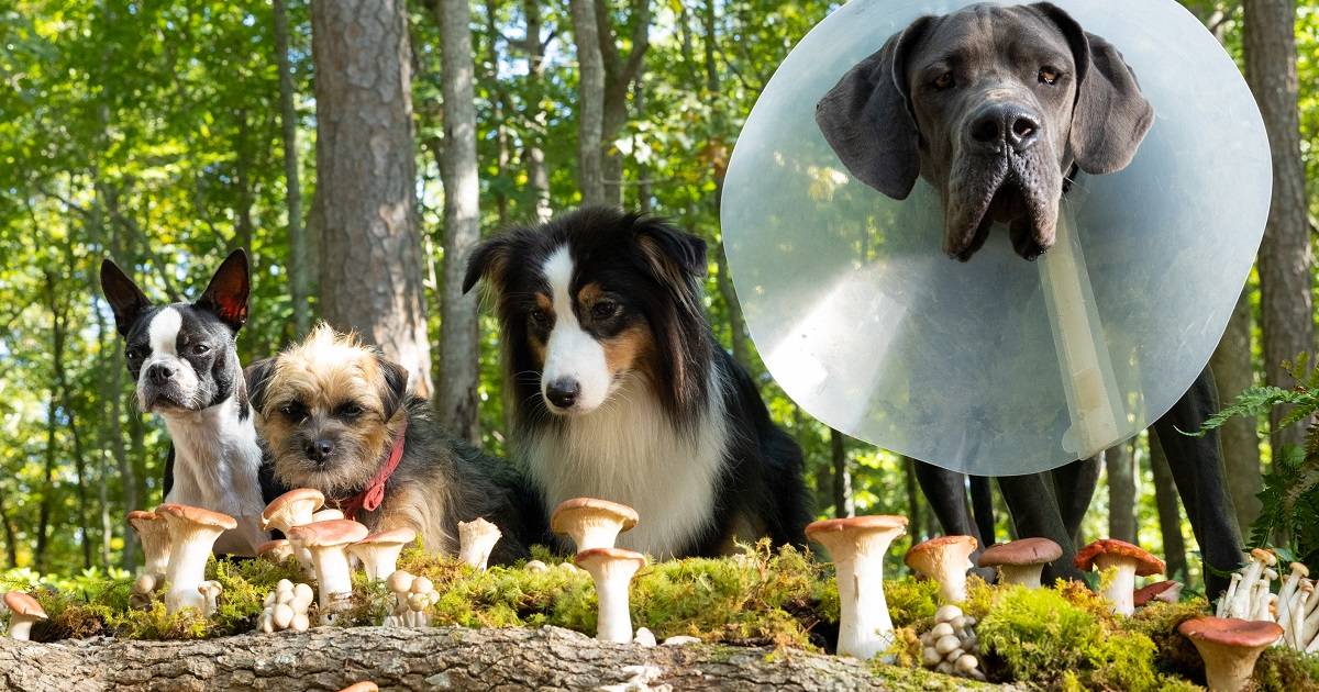 10 Movies to Watch If You Loved Strays