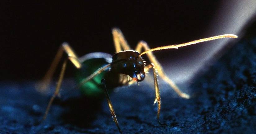 The Creepiest, Crawliest Movies About Bugs