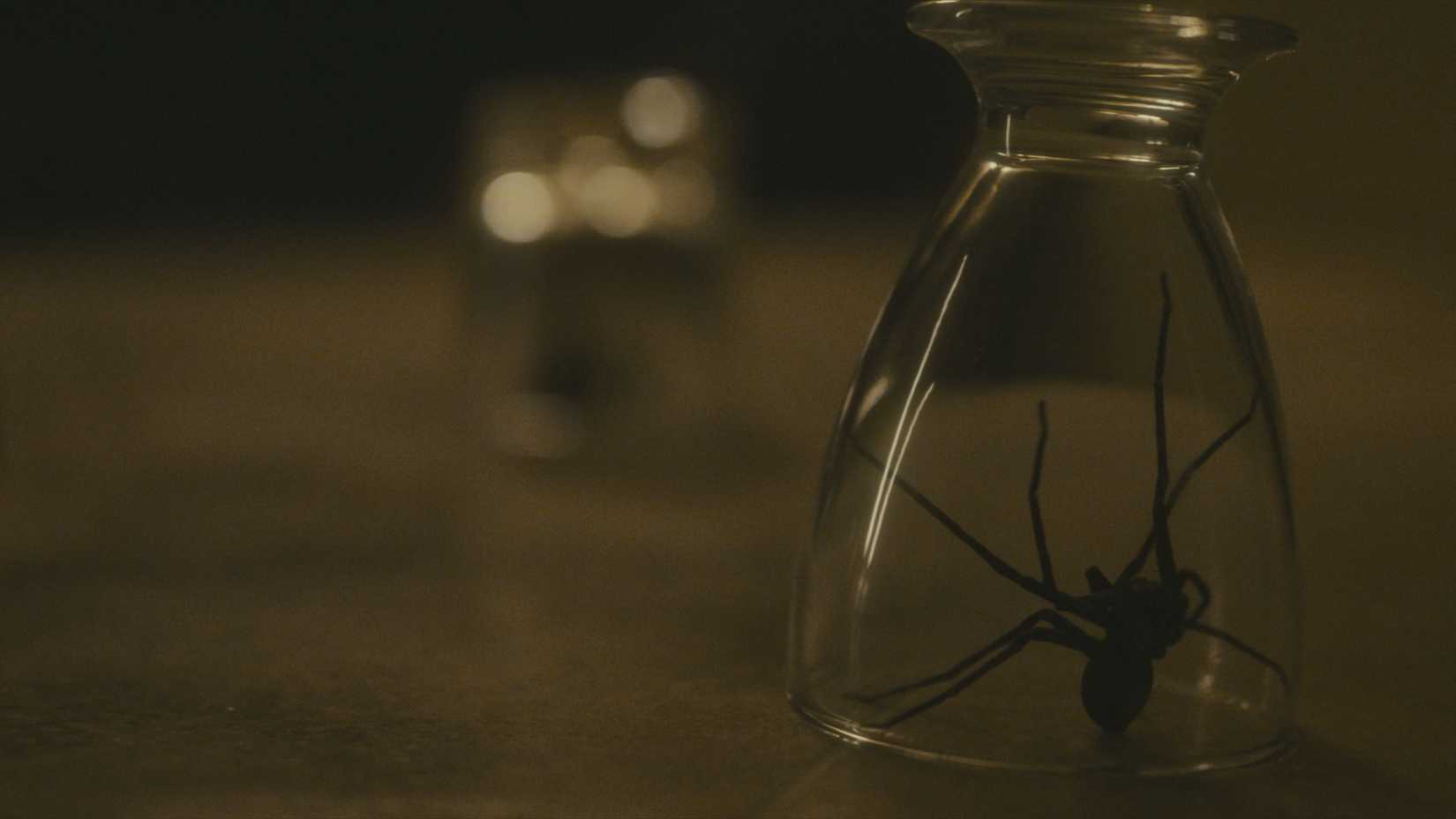 Infested Review | The Scariest Killer Spider Movie We've Seen in Years