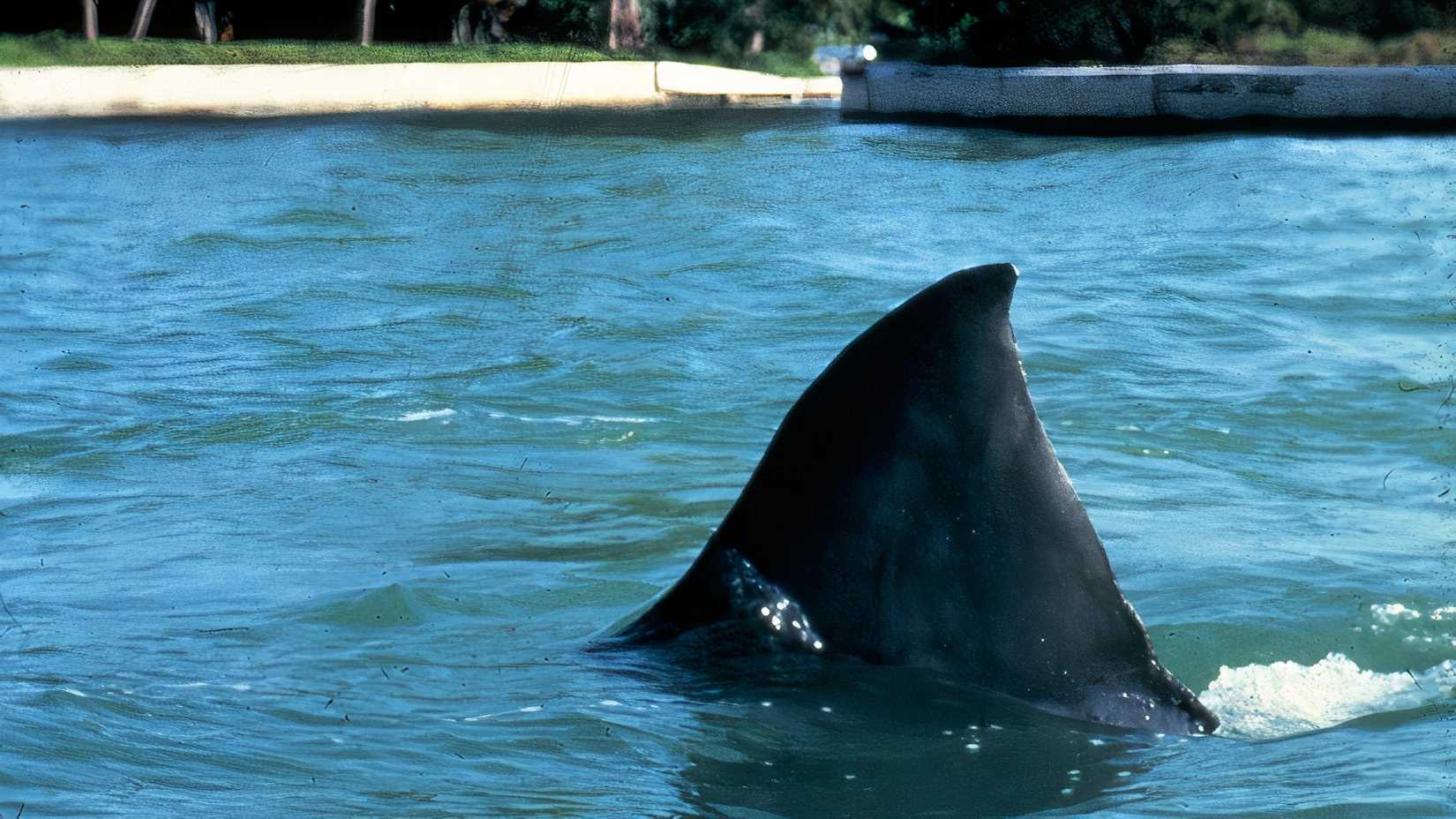 Netflix Scoops Up Starry Shark Thriller from 'Violent Night' Director