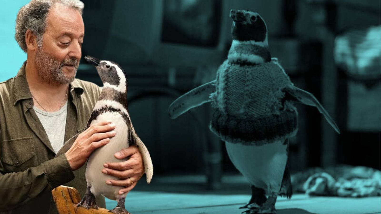 The Charming and Emotional True Story Behind My Penguin Friend, Explained