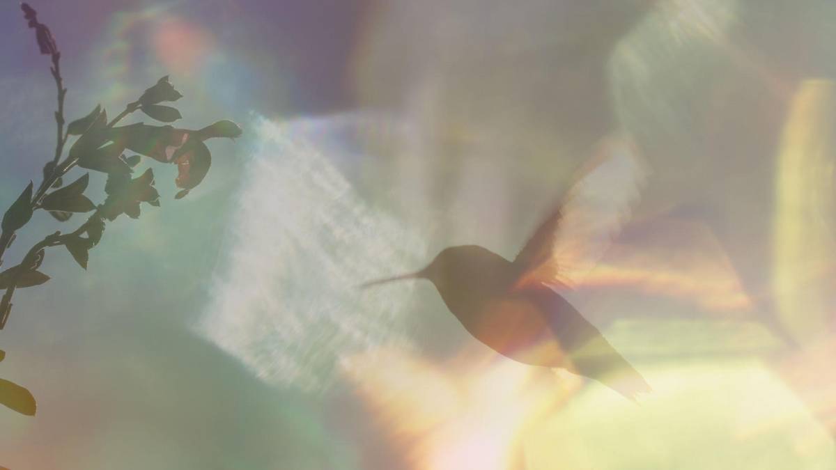 'Every Little Thing' Review | Hummingbirds & Healers