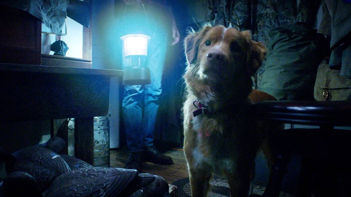 Why 'Good Boy' Fans Should Watch Stephen King's 'Cujo'