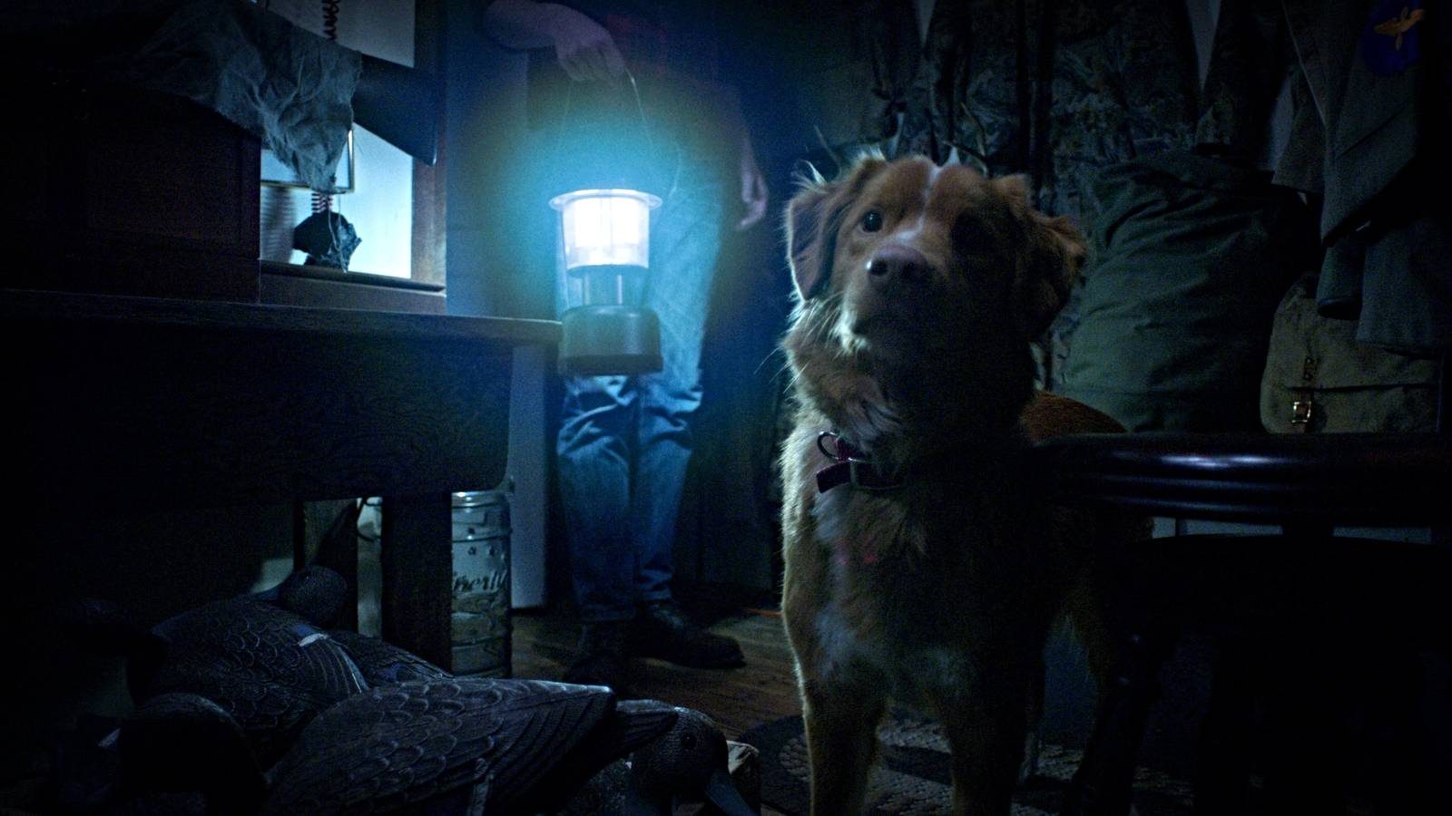 2025's 73-Minute "Dog Horror" Movie Took Twice as Long To Film as 'The ...