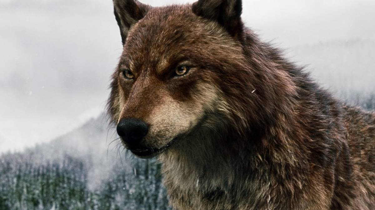 'The Twilight Saga' Films Returning to Theaters Later This Fall