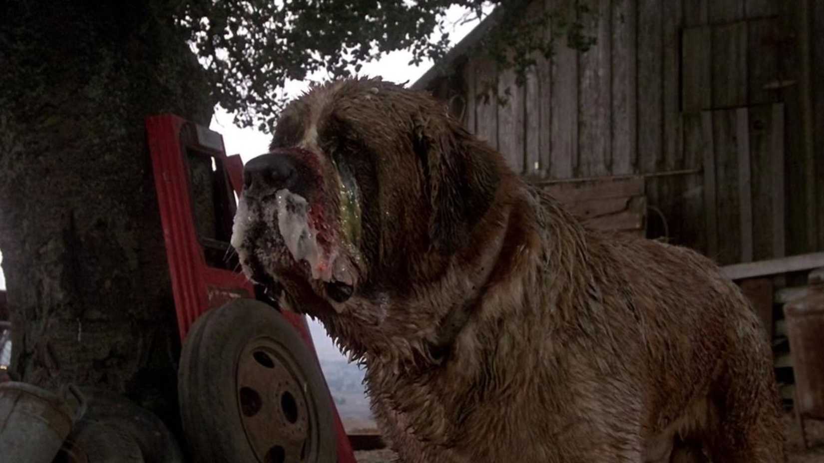 Stephen King's Cult Classic Monster Thriller 'Cujo' Terrifies New ...