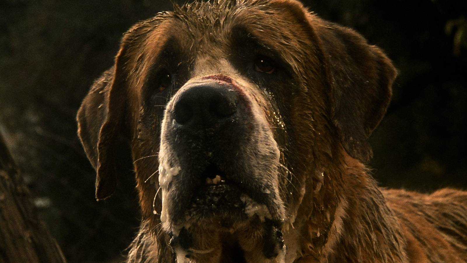 Stephen King's Cult Classic Monster Thriller 'Cujo' Terrifies New ...