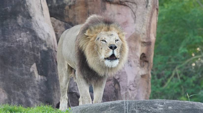 Magic of Disney's Animal Kingdom Docu-series Brings the Park to Disney+ ...