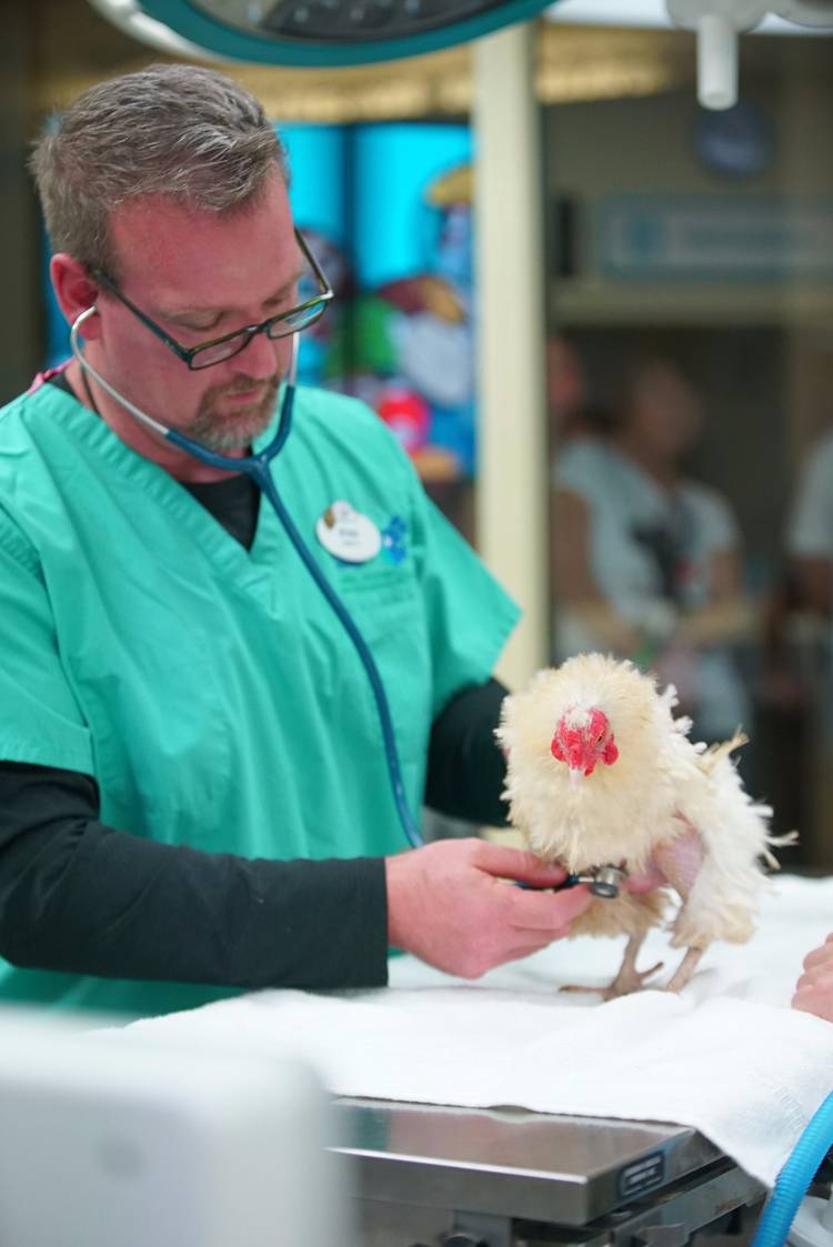 Magic of Disney's Animal Kingdom Docu-series Brings the Park to Disney+ ...