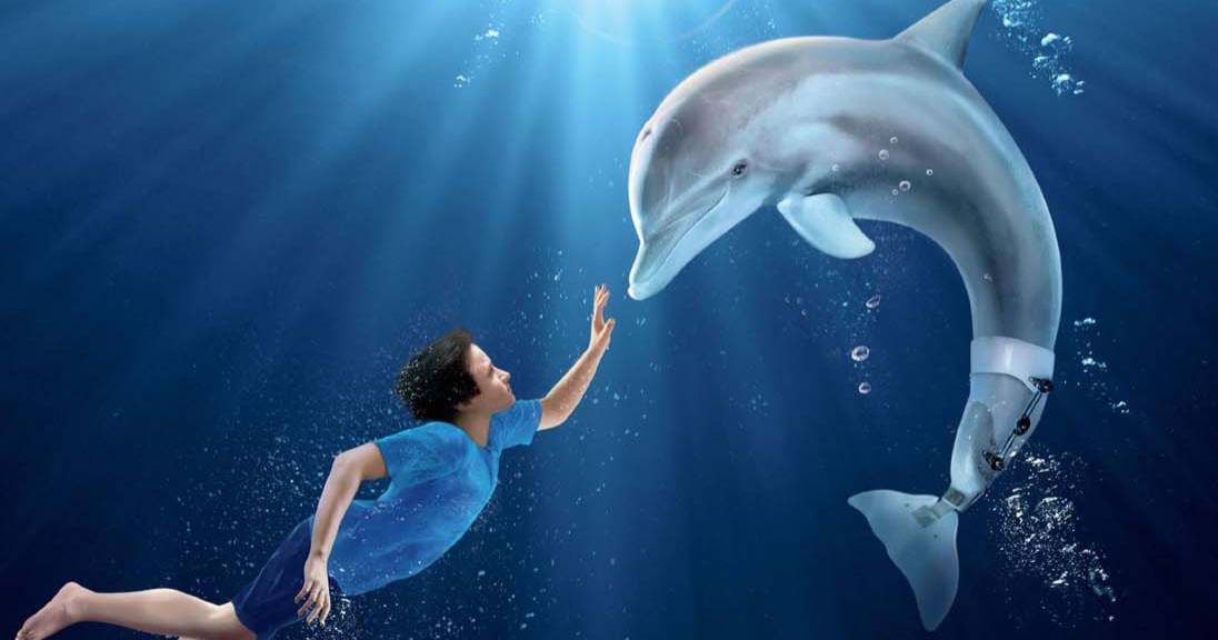 Dolphin Tale Star Winter the Dolphin Is in Critical Condition After ...