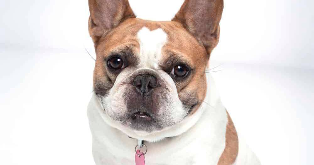 Modern Family Dog Stella Dies Shortly After Final Episode Wraps