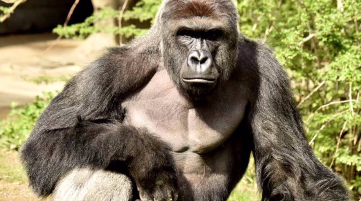Harambe Is Honored by Fans on 4th Anniversary of His Death