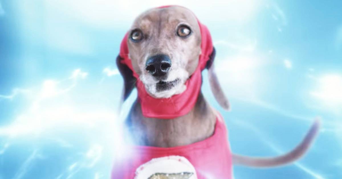 Justice League Trailer Gets Remade with Dogs