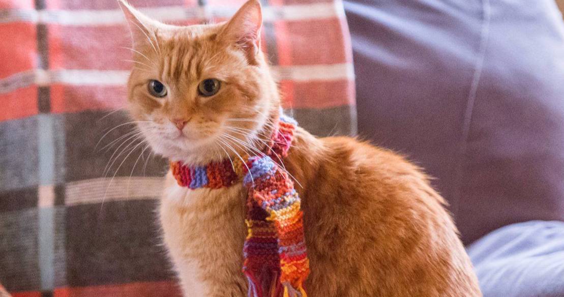 Bob the Cat Dies, A Street Cat Named Bob Star Was 14
