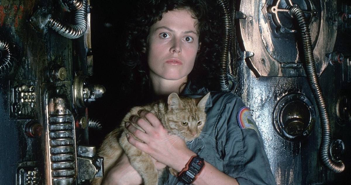 The Thankless Job of a Hollywood Movie Cat Wrangler, Explained