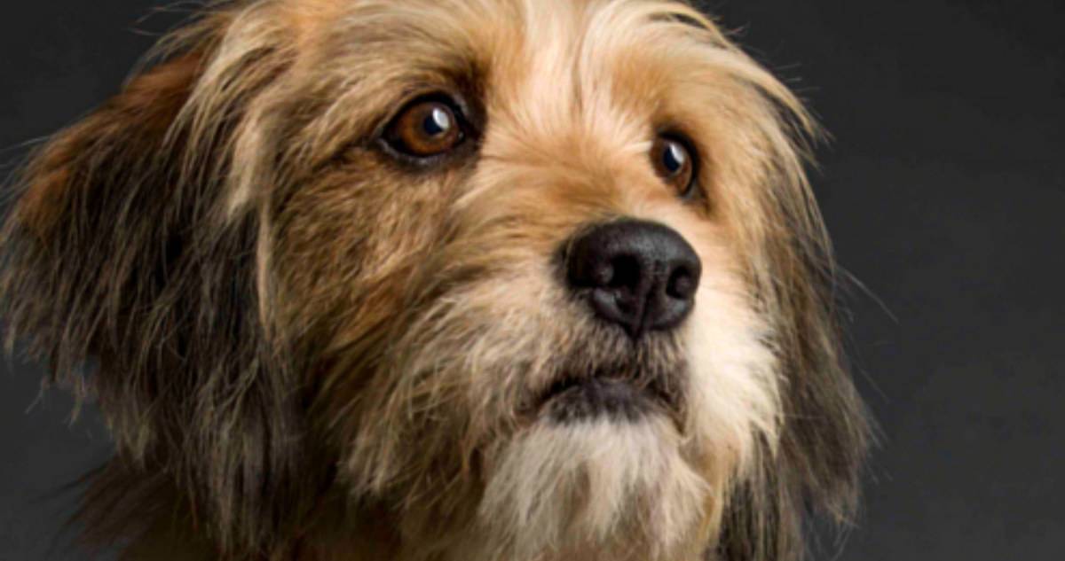 Benji Reboot Begins Shooting, Blumhouse Shares First Photo