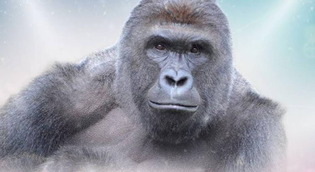 Harambe NFT Celebrates Iconic Gorilla on 5th Anniversary of His Death