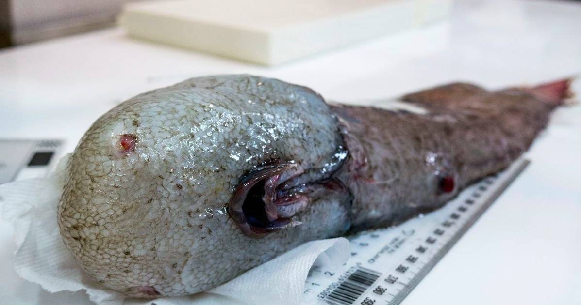 Scientists Find Nightmare Inducing Faceless Fish
