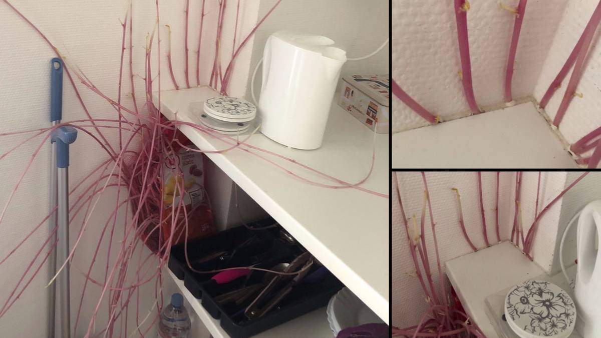 Real Mutant Potatoes Turn Lady's Kitchen Into an Alien Nightmare in ...