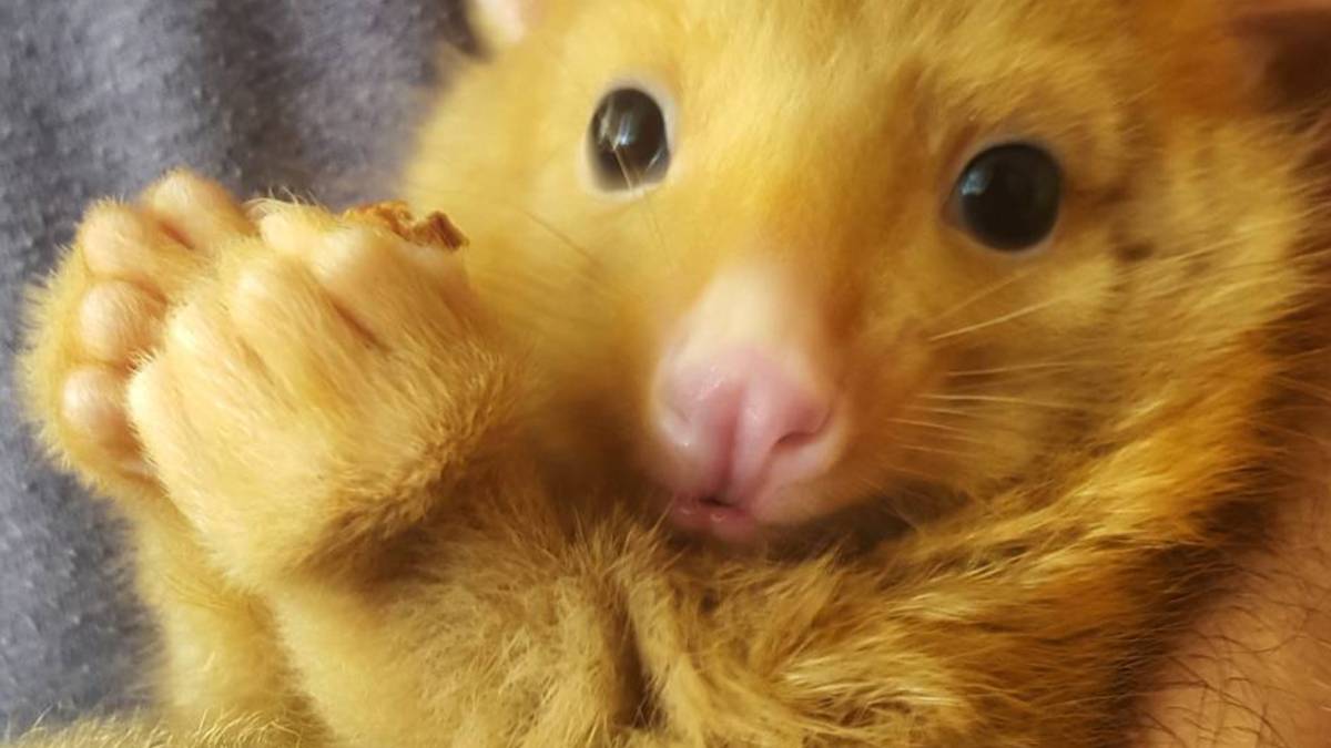 Rare Golden Possum Named Pikachu Looks Like a Real-Life Pokemon