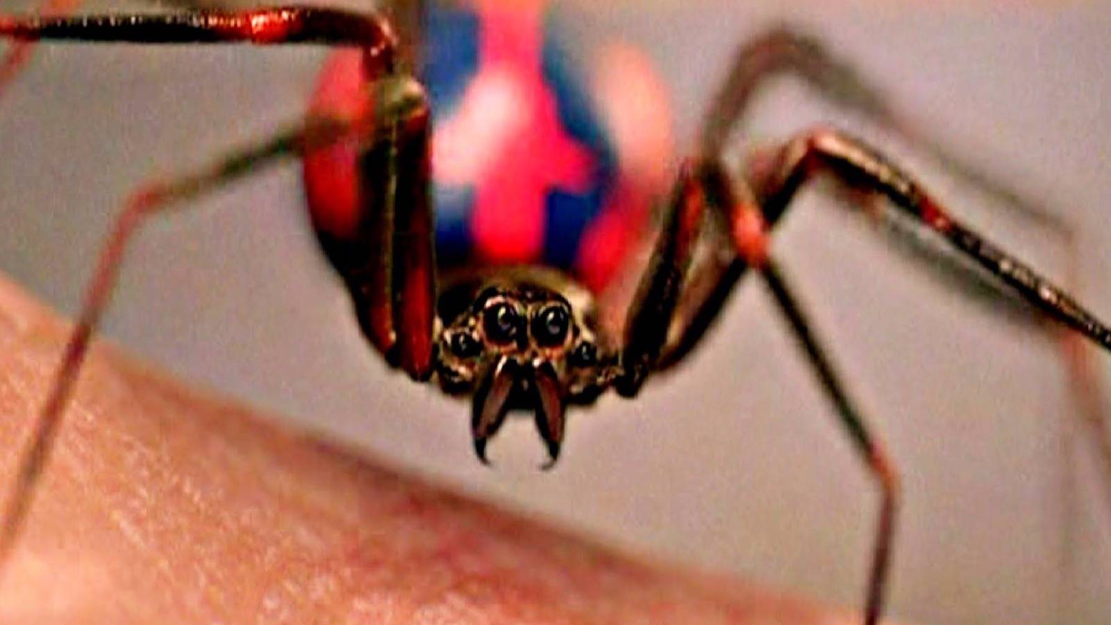 3 Boys Let a Black Widow Spider Bite Them Hoping to Become Spider-Man