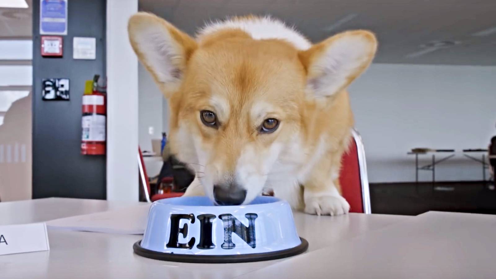 Netflix's Cowboy Bebop First Look Video Goes On Set with Ein the Dog