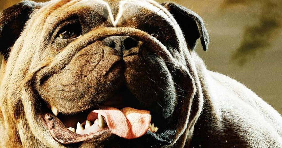 Inhumans Family Pet Lockjaw Celebrates National Dog Day