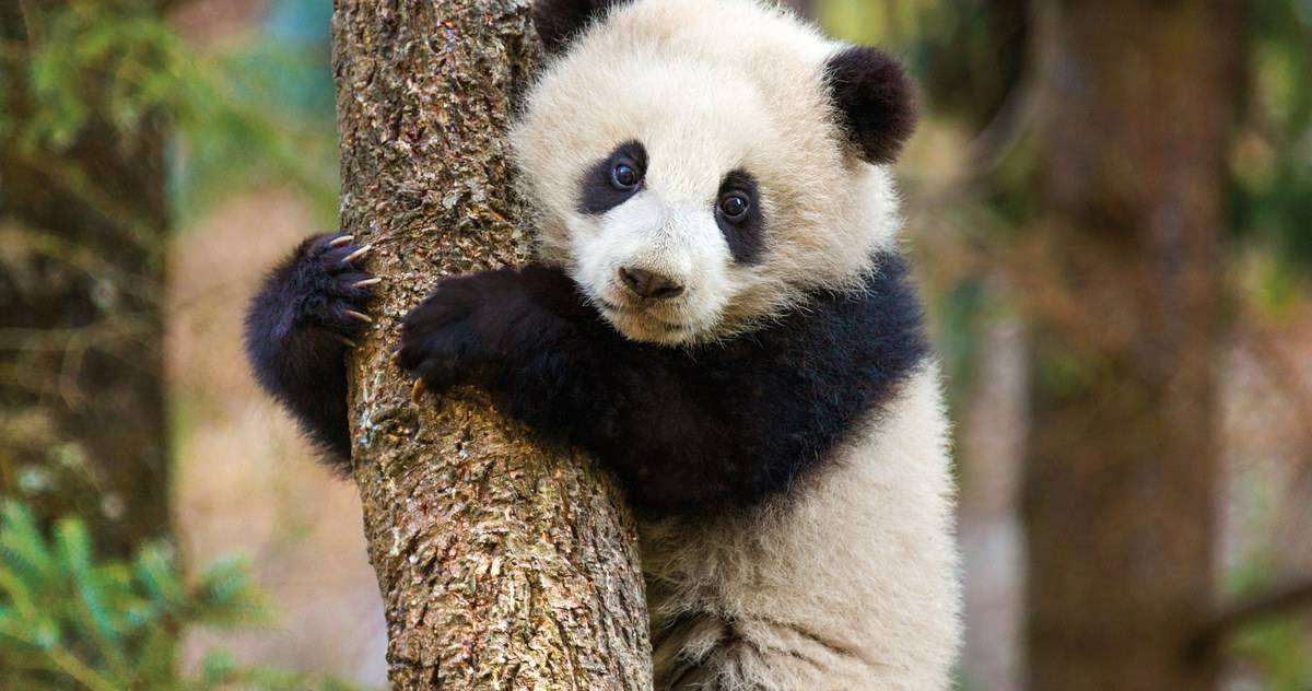 Disneynature's Born in China Trailer Celebrates Earth Day