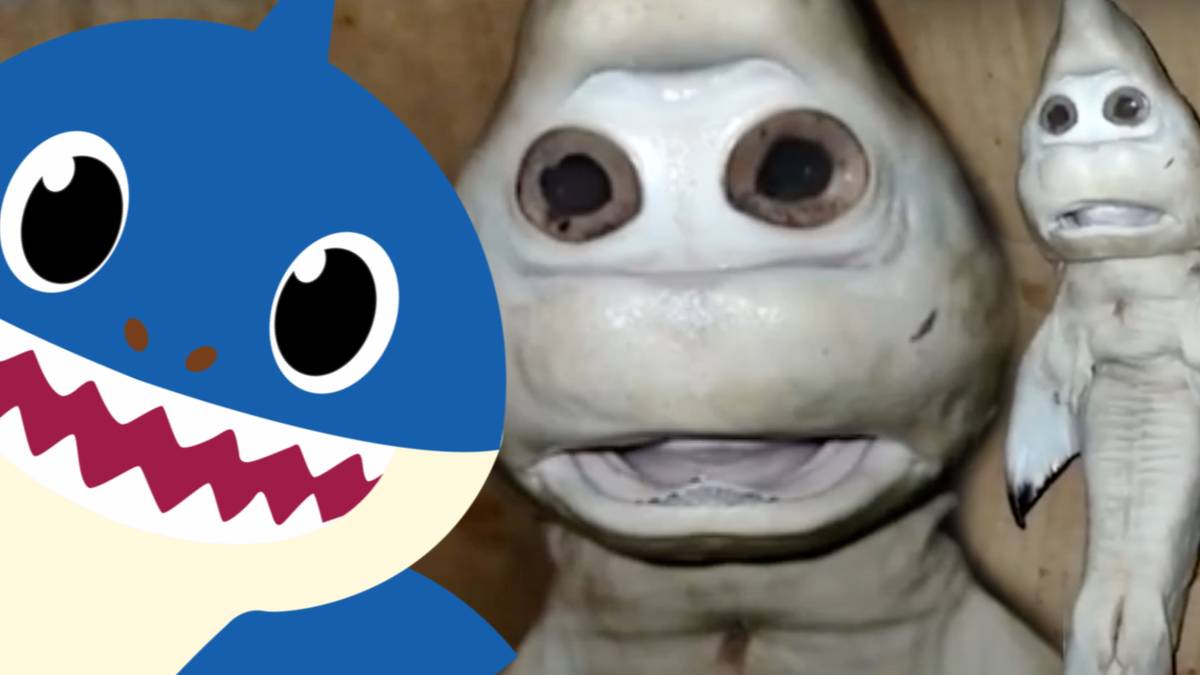 Mutant Fish with Human Face Discovered, Baby Shark Is Real