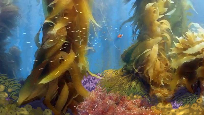 Meet the New Ocean Creatures in Pixar's Finding Dory