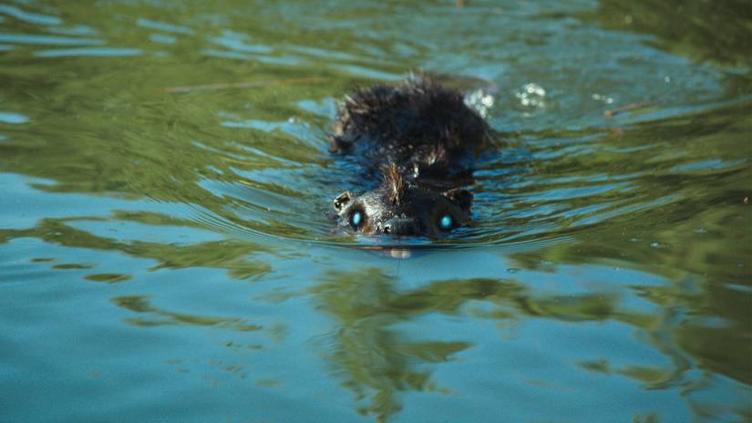 Zombeavers Trailer Unleashes an Army of Furry Monsters!