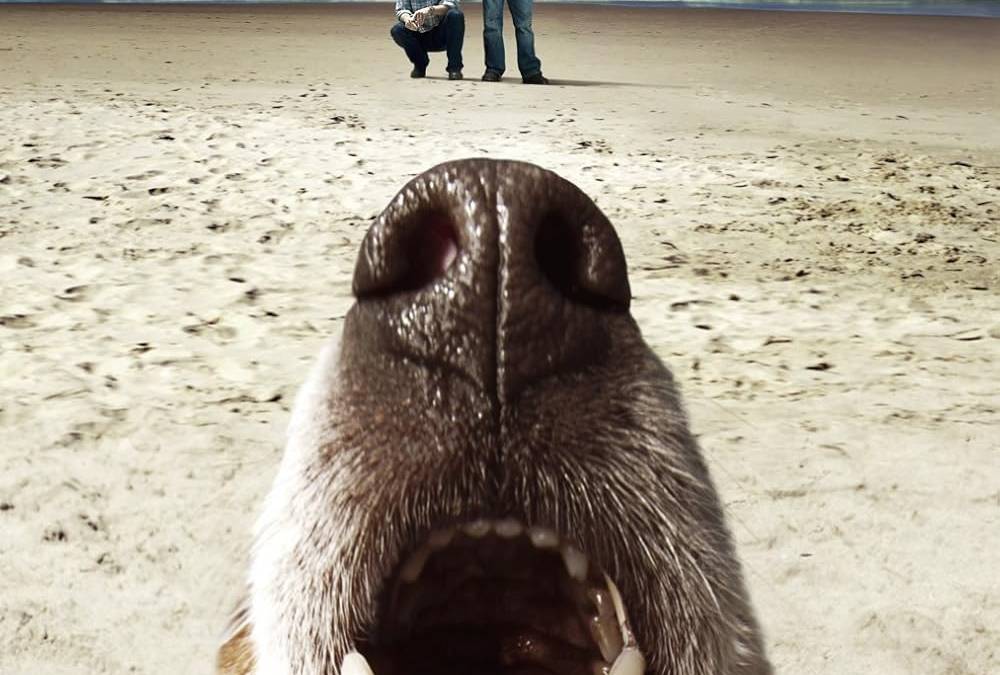 Terriers | MovieWeb