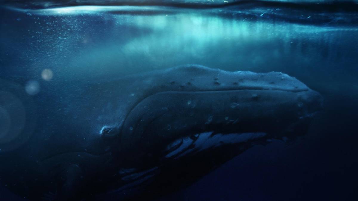 Fathom | MovieWeb