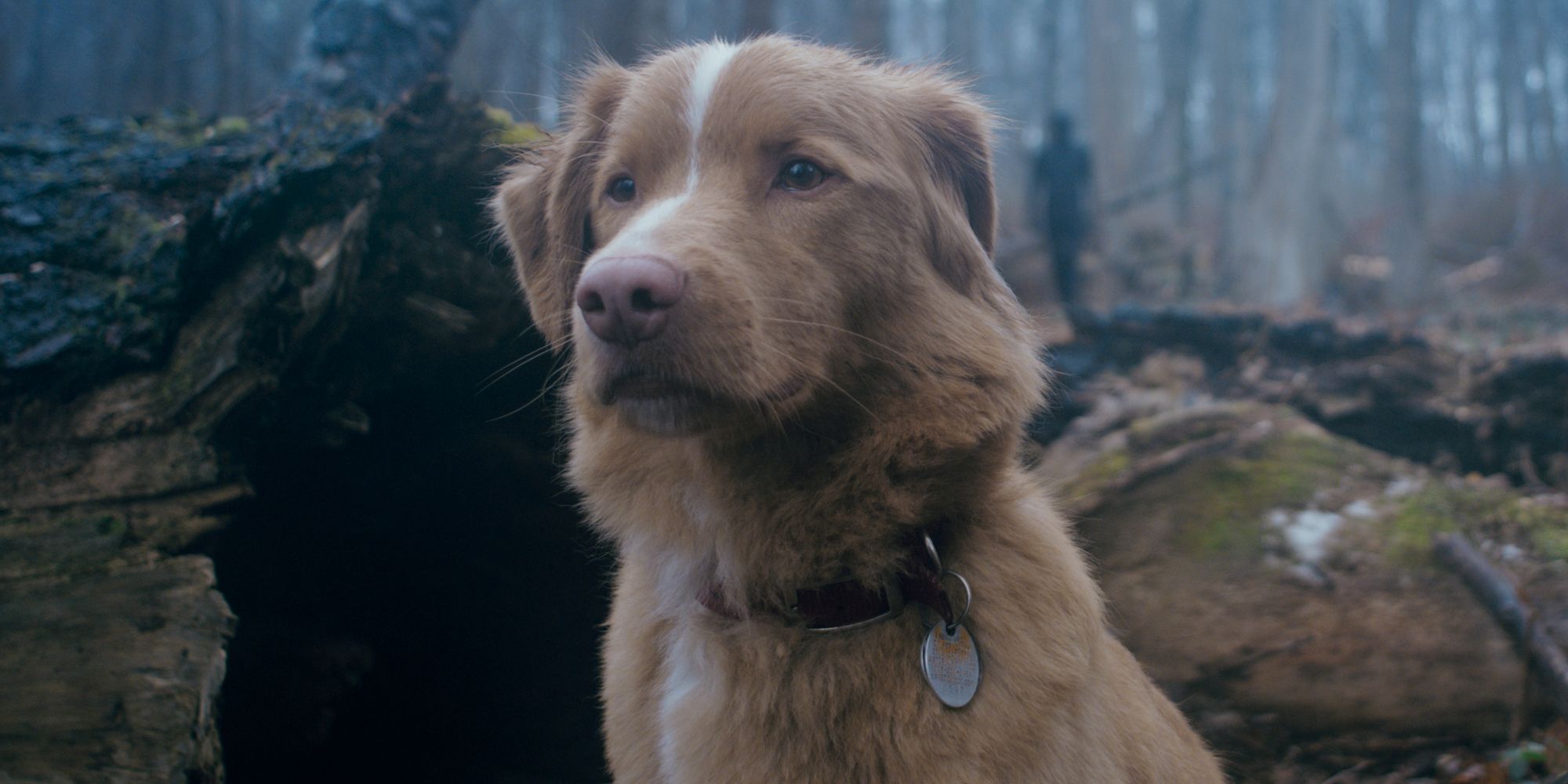 2025's 73-Minute "Dog Horror" Movie Took Twice as Long To Film as 'The ...